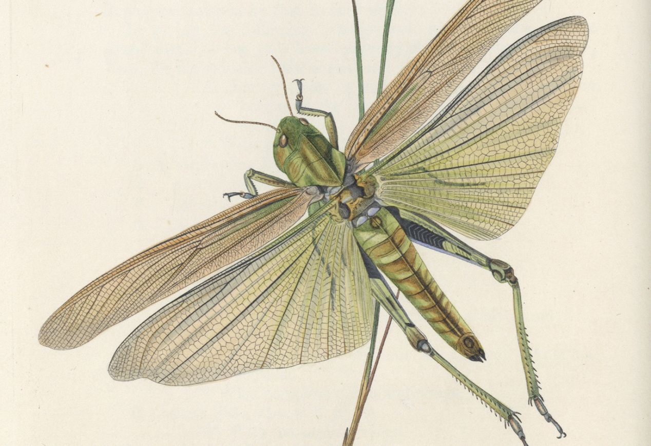 The Beauty of Insects: Seeing Art in the Entomological World